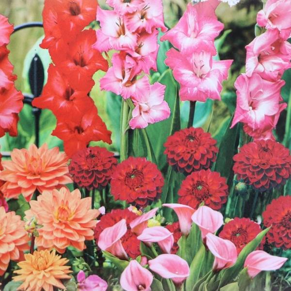 【球根】 タキイ なついろコフレ ホットミックス 3種10球セット 春植え球根 寄せ植え 花壇 鉢植え お洒落 オシャレ 可愛い カワイイ 夏の花 花「なついろコフレ」は、宝石のように美しいお花を咲かせる春植え球根たちを詰め合わせたセットで...