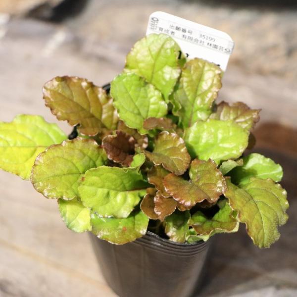 アジュガ ライムブルー 2.5〜3号ポット苗 寄せ植え 花壇 鉢植え お洒落 オシャレ シック シェードガーデン 日陰 カラーリーフ グランドカバー 春の花 花グランドカバーとして人気のアジュガです。日向から半日陰で元気に育ちます。耐寒性も...