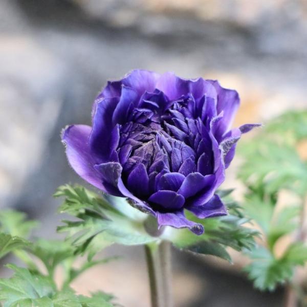 八重咲き アネモネ ポルト ダブル ブルー 3.5号ポット苗 寄せ植え 花壇 鉢植え お洒落 オシャレ 可愛い 豪華 冬の花 春の花 花「ポルト」は、花持ちが良く、同時にたくさんのお花が開花し見事な大輪系のアネモネです♪ポルトシリーズの八重...