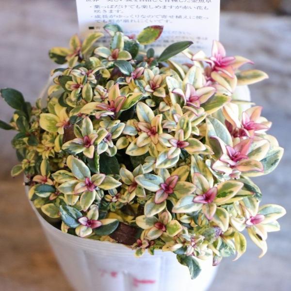 斑入り カラーリーフ キンギョソウ フォレストマリアージュ 2.5〜3号ポット苗 金魚草 花日和 寄せ植え 花壇 鉢植え お洒落 可愛い 春の花 冬の花 花 苗 初心者「フォレストマリアージュ」は、斑入り葉がとても美しいカラーリーフ金魚草で...