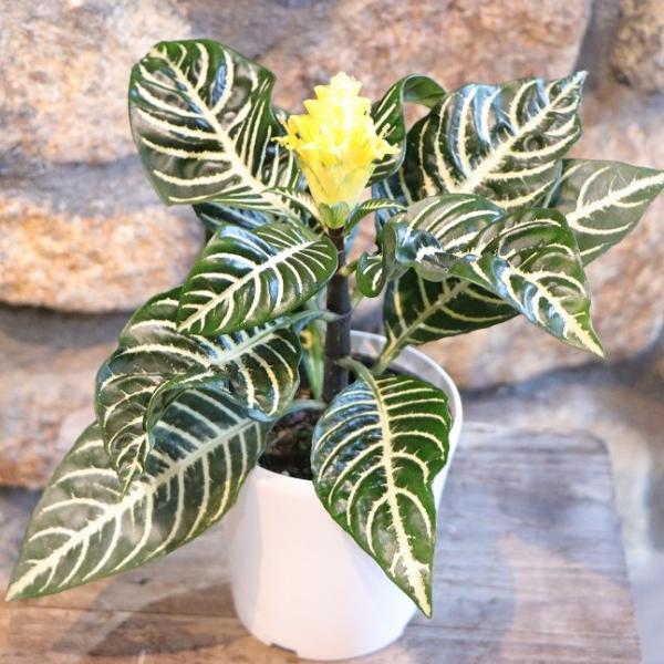 アフェランドラ ダニア 4〜4.5号鉢 鉢花 観葉花 観葉植物 寄せ植え 鉢植え 花壇 お洒落 おしゃれ 可愛い かわいい 夏の花 花 苗 初心者「アフェランドラ ダニア」は、光沢のある濃緑色の葉の葉脈に銀白色の斑が入り、観葉植物として１年...