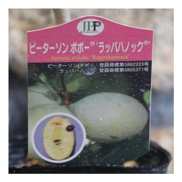 ポポー ラッパハノック 4号ポット苗 ピーターソンポポー 果樹 苗木ポポー ラッパハノックは、果肉は甘く、さわやかな味で、種も少ないので食べやすいです。大きくて左右対称の形良い実で、収穫適期になると黄緑色に変わります。耐寒性が強いので、東北...