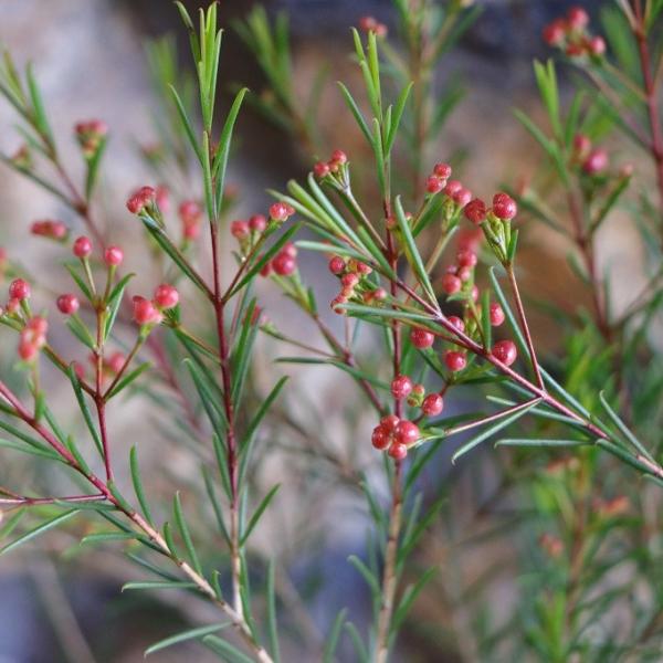 ワックスフラワー 4.5〜5号鉢 鉢花 寄せ植え 花壇 鉢植え 常緑樹 お洒落 おしゃれ 可愛い かわいい シック アンティーク 春の花 花 苗 初心者ロウ質で光沢があるお花を咲かせることから、ワックスフラワーと呼ばれているオーストラリア原...