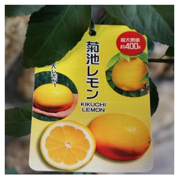 レモン 菊池レモン 4号ロングポット苗 大実レモン 果樹 苗木菊池レモンは、八丈島や小笠原で栽培される大実レモンです♪果実の大きさは普通種の2〜3倍で、他のレモンと比べると酸味がマイルドで独特の芳香があります。樹上完熟させると果皮の苦みが少...