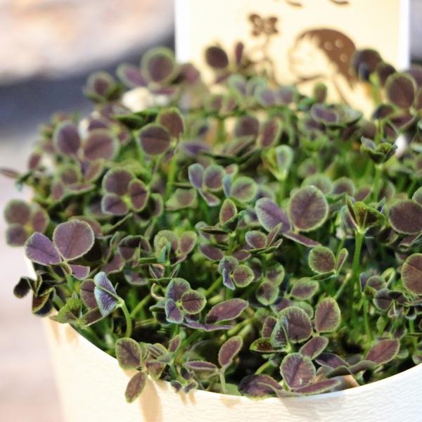 クローバー 四葉のクローバー 3号鉢 寄せ植え 花壇 鉢植え お洒落 おしゃれ 可愛い シック 幸せ 春の花 花 苗 初心者 カラーリーフ グランドカバー見つけることが難しいとされる四葉のクローバーですが、こちらは幸運のしるしとされる四葉が...