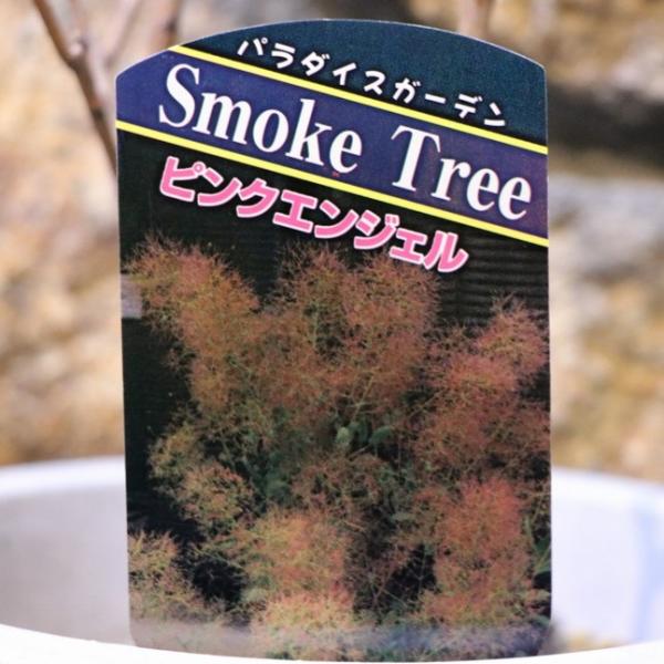 スモークツリー ピンクエンジェル 6号鉢 けむりの木 寄せ植え 花壇 鉢植え 地植え 植木 苗木 お洒落 おしゃれ 可愛い かわいい 紅葉 夏の花 花 苗 初心者スモークツリーは、初夏になると綿菓子のようなフワフワのお花が咲き、その名の通り...