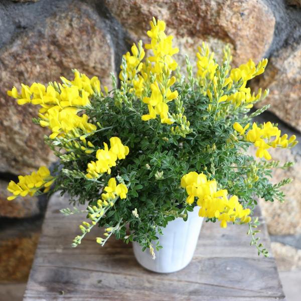 エニシダ (姫エニシダ) 3号ポット苗 植木 苗木 寄せ植え 鉢植え 地植え お洒落 オシャレ 可愛い カワイイ 常緑樹 ビタミンカラー 黄色 春の花 花エニシダ (姫エニシダ)は、5月から6月にかけて、蝶のような形の小花を細い枝にいっぱい...