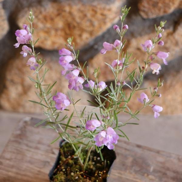 エレモフィラ マクラータ 2.5〜3号ポット苗 エミューブッシュ オージープランツ 寄せ植え 花壇 鉢植え お洒落 おしゃれ 可愛い 常緑樹 春の花 花 苗 初心者 希少軽やかな枝葉と初夏に咲く淡青色のお花が可愛らしいオージープランツです。...