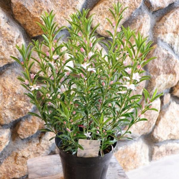 エリオステモン 5号鉢 寄せ植え 鉢植え 花壇 地植え お洒落 おしゃれ 可愛い かわいい 常緑樹 オージープランツ 春の花 花 苗 初心者エリオステモンは、オーストラリア原産のミカン科の常緑低木です。春先に咲く薄ピンクのお花は、ほんのり柑...