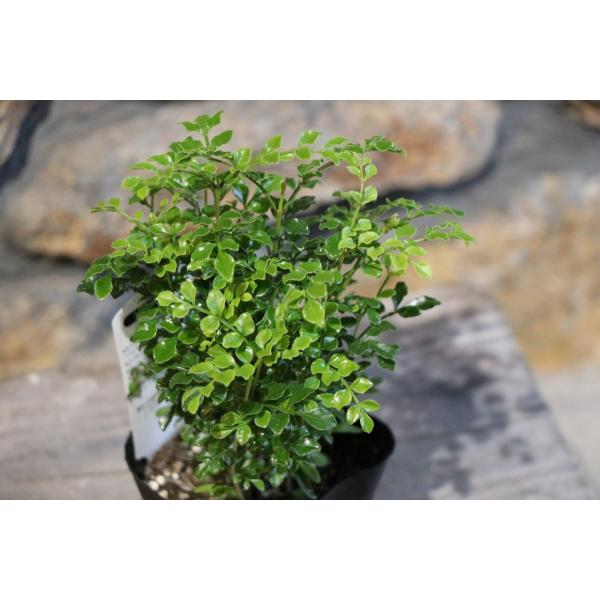 シマトネリコ 3号ポット苗 トネリコ 植木 苗木 常緑樹 観葉植物シマトネリコは常緑でシンボルツリーとして人気がある庭木ですが、こちらの商品は種から育てた小さな苗の群生になっていて、観葉植物として楽しんだりできるサイズ感が魅力の商品です。シ...