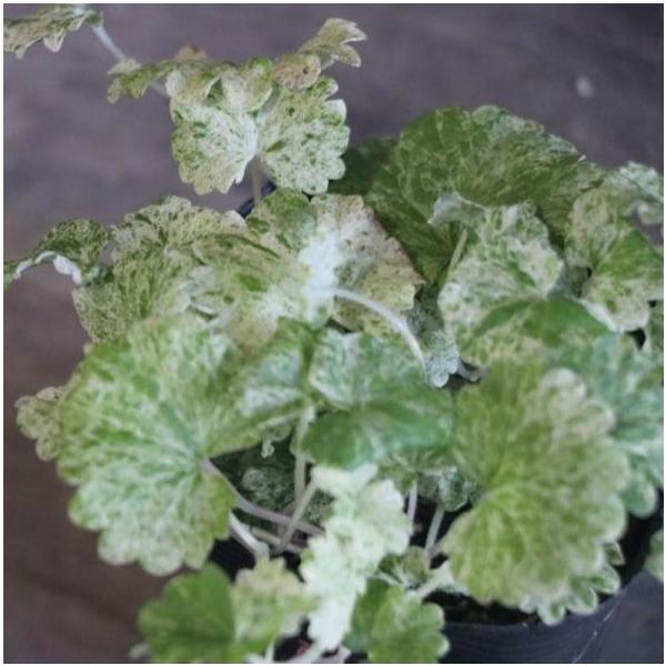 グレコマ  レッドステム 2.5〜３号ポット苗 カラーリーフ 寄せ植え 花壇日本各地の畦に生育するカキドオシの仲間です。赤味がかった茎と白やクリーム色の斑が入った緑葉のコントラストがきれいです。地面を這いながら旺盛に伸びていき、耐寒性もある...