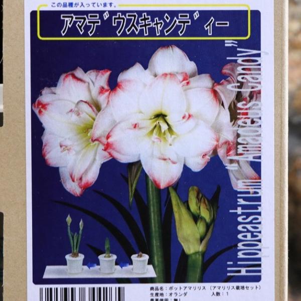 【球根】 アマリリス ポット植え 八重咲き アマデウスキャンディー 1球入 1箱 球根 福花園 ギフト 寄せ植え 花壇 鉢植え お洒落 可愛い 豪華 手軽 春の花 花 苗 初心者「ポット植えアマリリス」は、オリジナルポットに球根を植え付けた...