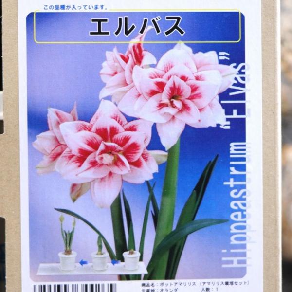 【球根】 アマリリス ポット植え 八重咲き エルバス 1球入 1箱 球根 福花園 ギフト 寄せ植え 花壇 鉢植え お洒落 可愛い 豪華 手軽 春の花 花 苗 初心者「ポット植えアマリリス」は、オリジナルポットに球根を植え付けた状態でお届けし...