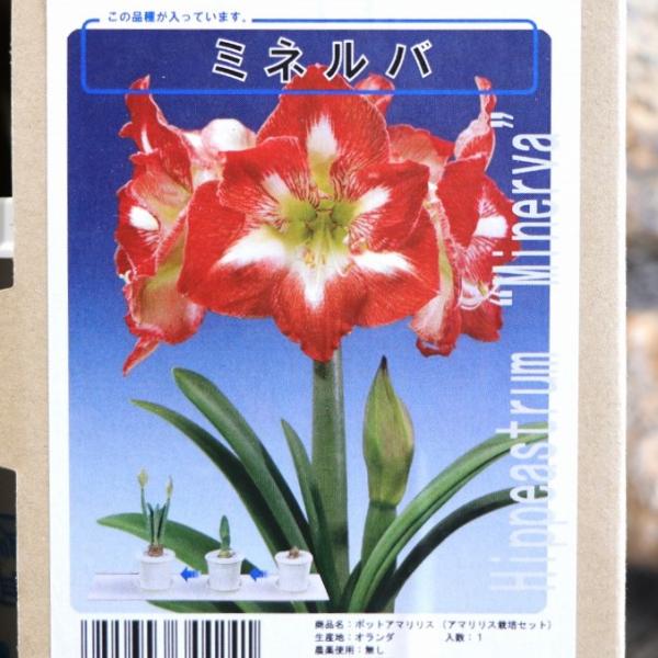 【球根】 アマリリス ポット植え 一重咲き ミネルバ 1球入 1箱 球根 福花園 ギフト 寄せ植え 花壇 鉢植え お洒落 可愛い 豪華 手軽 春の花 花 苗 初心者「ポット植えアマリリス」は、オリジナルポットに球根を植え付けた状態でお届けし...