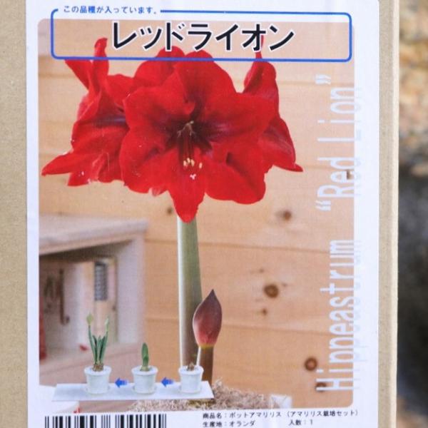 【球根】 アマリリス ポット植え 一重咲き レッドライオン 1球入 1箱 球根 福花園 ギフト 寄せ植え 花壇 鉢植え お洒落 可愛い 豪華 手軽 春の花 花 苗 初心者「ポット植えアマリリス」は、オリジナルポットに球根を植え付けた状態でお...