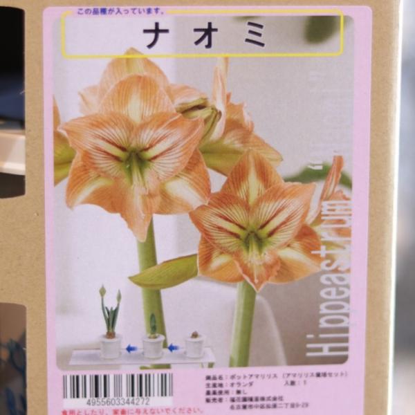 【球根】 アマリリス ポット植え 一重咲き ナオミ 1球入 1箱 球根 福花園 ギフト 寄せ植え 花壇 鉢植え お洒落 可愛い 豪華 手軽 春の花 花 苗 初心者「ポット植えアマリリス」は、オリジナルポットに球根を植え付けた状態でお届けしま...