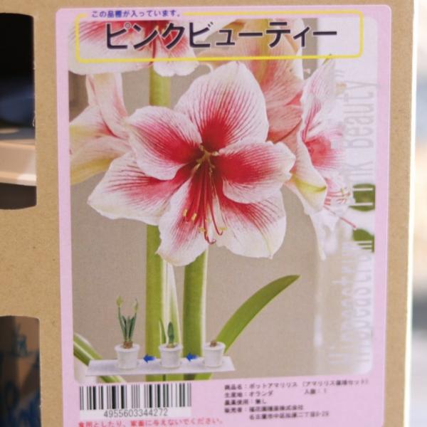 【球根】 アマリリス ポット植え 一重咲き ピンクビューティー 1球入 1箱 球根 福花園 ギフト 寄せ植え 花壇 鉢植え お洒落 可愛い 豪華 手軽 春の花 花 苗 初心者「ポット植えアマリリス」は、オリジナルポットに球根を植え付けた状態...