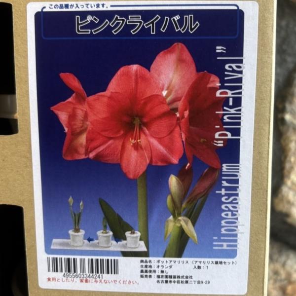 【球根】 アマリリス ポット植え 一重咲き ピンクライバル 1球入 1箱 球根 福花園 ギフト 寄せ植え 花壇 鉢植え お洒落 可愛い 豪華 手軽 春の花 花 苗 初心者「ポット植えアマリリス」は、オリジナルポットに球根を植え付けた状態でお...
