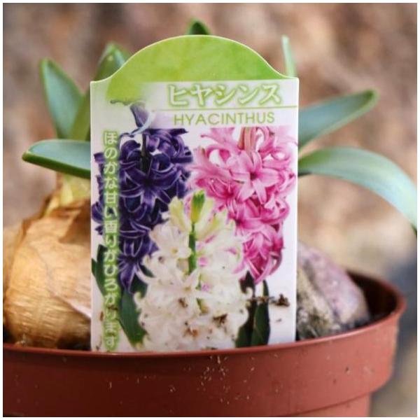 【球根・芽出し苗】ヒヤシンス 3色混合 3球入 4号鉢 促成栽培促成栽培されていて、室内の10度前後の暖かい場所に置くと一足早く開花を楽しめます♪早春にふさわしいお花と香りを一味早くお部屋でお楽しみいただけます。暖房のよく効いたお部屋など、...