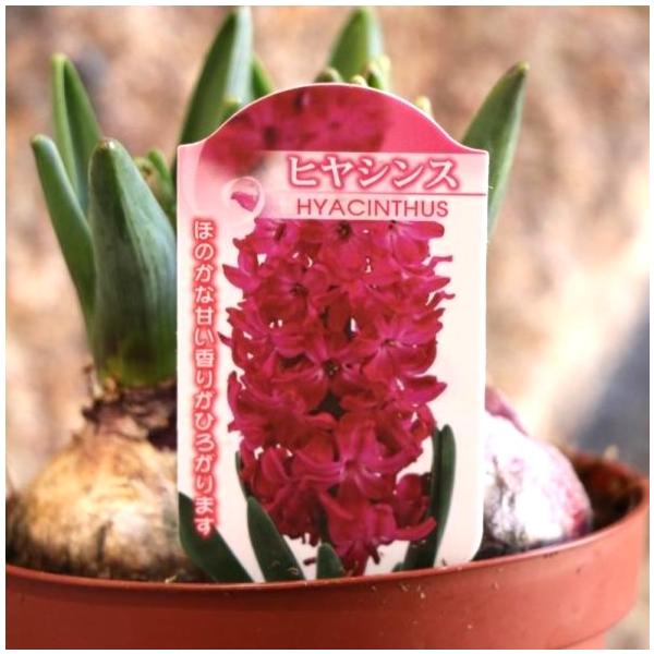 【球根・芽出し苗】ヒヤシンス レッド 3球入 4号鉢 促成栽培促成栽培されていて、室内の10度前後の暖かい場所に置くと一足早く開花を楽しめます♪早春にふさわしいお花と香りを一味早くお部屋でお楽しみいただけます。暖房のよく効いたお部屋など、あ...