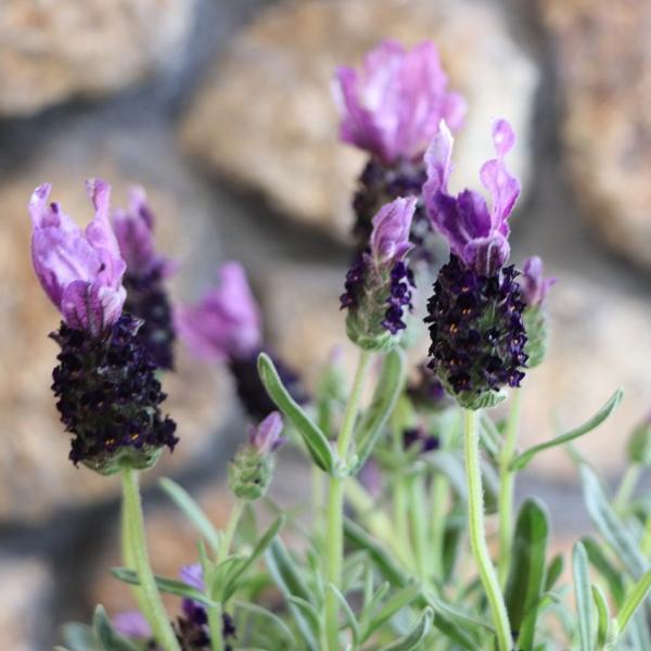 フレンチラベンダー (ストエカス系) ツインサマー 3.5号ポット苗 ハーブ 寄せ植え 花壇 鉢植え お洒落 おしゃれ 可愛い かわいい 香り 常緑樹 春の花 花 苗 希少種「ツインサマー」は、うさぎ耳（花苞）が長く、環境により不規則にブル...