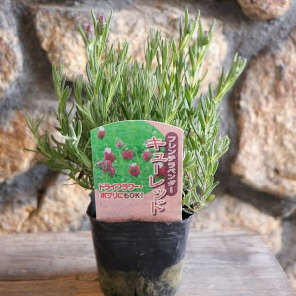 フレンチラベンダー (ストエカス系) キューレッド 3〜3.5号ポット苗 ハーブ 寄せ植え 花壇 鉢植え お洒落 おしゃれ 可愛い 香り 常緑樹 春の花 花 苗 初心者フレンチラベンダーは、4〜7月頃にうさぎの耳のような形のお花を咲かせます...