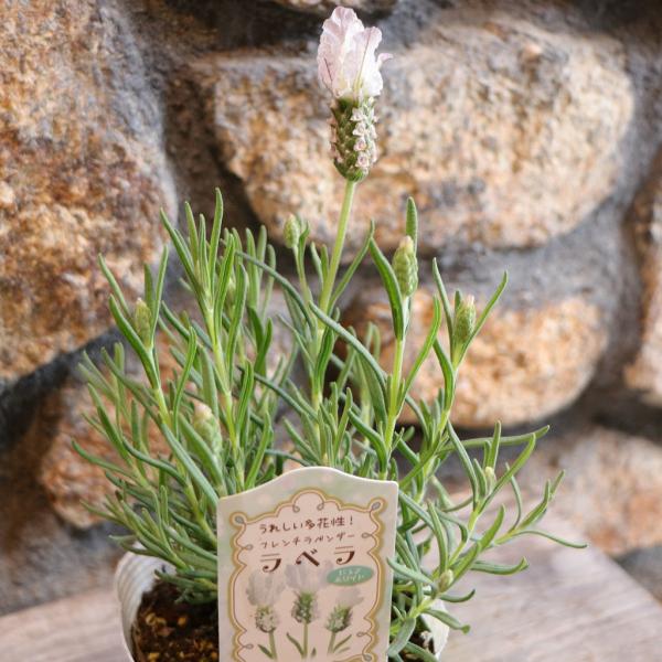 フレンチラベンダー (ストエカス系) ラベラ ピュアホワイト 3〜3.5号ポット苗 フレンチラベンダーは、4〜7月頃にうさぎの耳のような形のお花を咲かせます。ラベンダーの中では暑さに強く夏越しがしやすい種類と言われ、育てやすいハーブとして知...