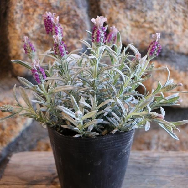 フレンチラベンダー (ストエカス系) サクレクール ピンク 3〜3.5号ポット苗 ハーブ 寄せ植え 花壇 鉢植え お洒落 可愛い 香り 春の花 花 苗 初心者 カラーリーフフレンチラベンダーは、4〜7月頃にうさぎの耳のような形のお花を咲かせ...