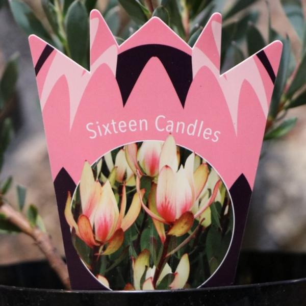 リューカデンドロン シックスティーンキャンドルズ 5号鉢 Sixteen Candles リュウカデンドロン 寄せ植え 鉢植え 花壇 お洒落 おしゃれ 可愛い 熱帯花木 花木 常緑樹 夏の花 花 苗「リュウカデンドロン」は、南アフリカ原産の...