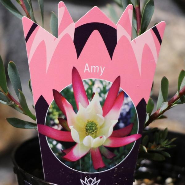 リューカデンドロン エイミー 5号鉢 Amy リュウカデンドロン 寄せ植え 鉢植え 花壇 お洒落 おしゃれ 可愛い 熱帯花木 花木 常緑樹 夏の花 花 苗「リュウカデンドロン」は、南アフリカ原産の常緑低木です。夏の終わりから晩秋にかけて、赤...