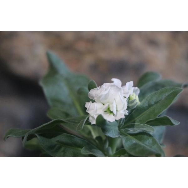 直営農場産！！八重咲きストック  3.5号ポット苗寄せ植え 花壇豪華な八重咲きのストックです。チューリップやムスカリ等の球根との寄せ植えにもピッタリです。香りも楽しめます。※生き物につき、状態は日々変化します。3.5号（直径10.5cm) ...