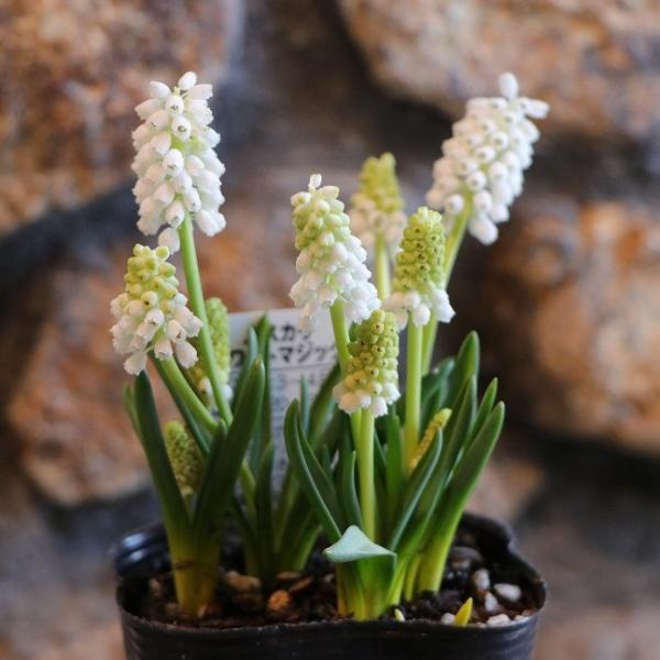 【球根・芽出し苗】 ムスカリ ホワイトマジック 4〜5球植え 3〜3.5号ポット苗 ブドウのような、丸くふっくらとしたお花が可憐で可愛らしいムスカリです♪「ホワイトマジック」は、珍しい白花品種です。葉が伸びず、株立ちの良いスマートな草姿で鉢...