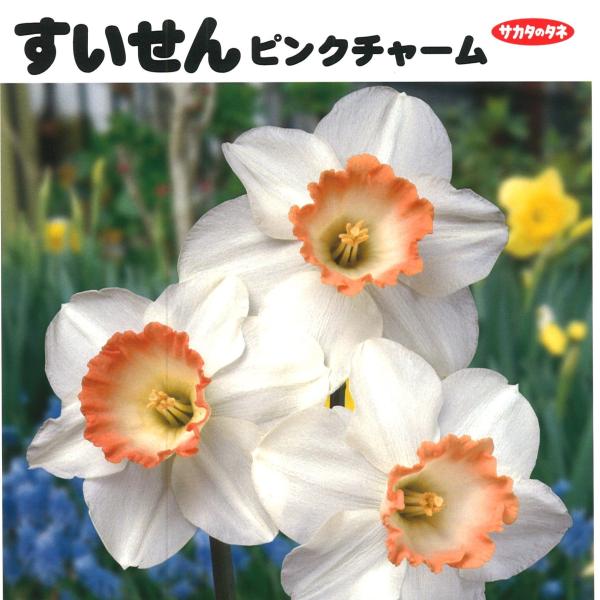 【球根・バラ球】 水仙 ピンクチャーム 1球入 スイセン寒さに強く栽培かんたん、寄せ植えにも最適♪春にさきがけて開花する水仙は、寒さに強く栽培が簡単です。植えっぱなしで毎年咲きます。■植え時期　9〜11月■花時期　4月■草丈　35〜45cm...