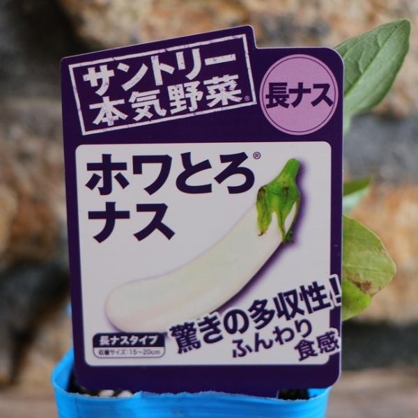 サントリー ナス苗 長ナス ホワとろナス 実生苗 3号ポット苗 ナス ナスビ 茄子 本気野菜 家庭菜園 鉢植え プランター 庭 畑 おいしい 夏野菜 野菜 やさい 苗 初心者「ホワとろナス」は、アクが少なく、果肉はジューシーでふんわり食感な...