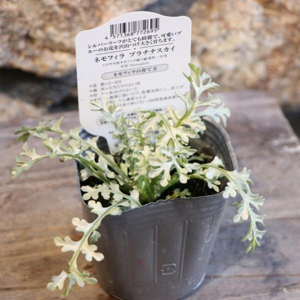 見元園芸 ネモフィラ プラチナスカイ 3号ポット苗 mimoto 寄せ植え 花壇 鉢植え お洒落 オシャレ 可愛い ブルー 青 青い花 春の花 花 カラーリーフネモフィラは森の妖精のような、澄んだブルーの花が愛らしく、春の花壇やコンテナの寄...