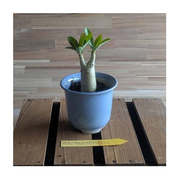 【契約農家直送商品】 塊根植物 アデニウム アラビカム ドワーフ ブラックナイト 3〜3.5号鉢 多肉植物 コーデックス 砂漠のバラ インテリア 花 苗 希少アデニウムは、主に砂漠などの乾燥地帯に分布している植物で、「砂漠のバラ」とも呼ばれ...