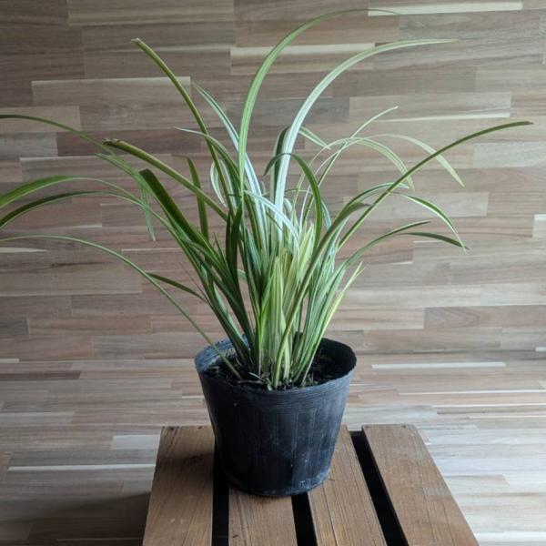 【契約農家直送商品】 斑入り ノシラン 6号ポット苗 熨斗蘭 寄せ植え 花壇 鉢植え お洒落 おしゃれ 可愛い かわいい 夏の花 秋の花 花 苗 初心者 カラーリーフ海岸などに自生するノシランの斑入り葉品種です。ヤブランより大型で葉も長くて...