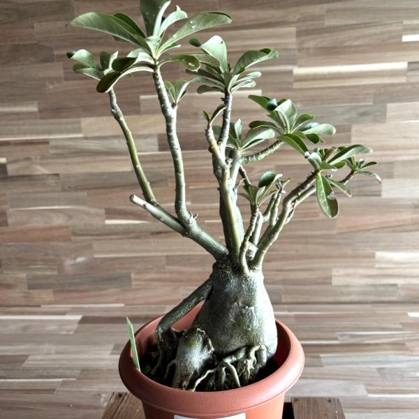 【契約農家直送商品】【現品２】 塊根植物 アデニウム オペスム 5号鉢アデニウムは、主に砂漠などの乾燥地帯に分布している植物で、「砂漠のバラ」とも呼ばれる、その美しいお花と大きく肥大する幹や根が特徴の植物です。最近では、お花を楽しむ以外に独...