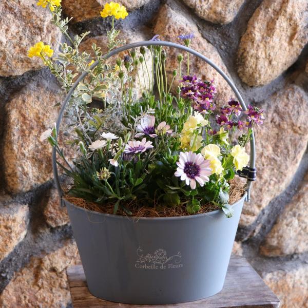【当店オリジナル】 持ち手付き♪ブルー系ガーデンの寄せ植え 【現品２２４】写真のものが現品になります。季節の花苗を使い、可愛いパステルカラーの持ち手付き植木鉢に寄せ植えしました♪プロが配色から植え付けまで行ったこだわりの寄せ植えで、植える手...