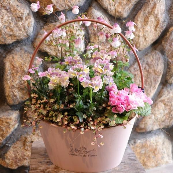 【当店オリジナル】 持ち手付き♪姫オダマキのピンクガーデン寄せ植え 【現品２２７】写真のものが現品になります。季節の花苗を使い、可愛いパステルカラーの持ち手付き植木鉢に寄せ植えしました♪プロが配色から植え付けまで行ったこだわりの寄せ植えで、...