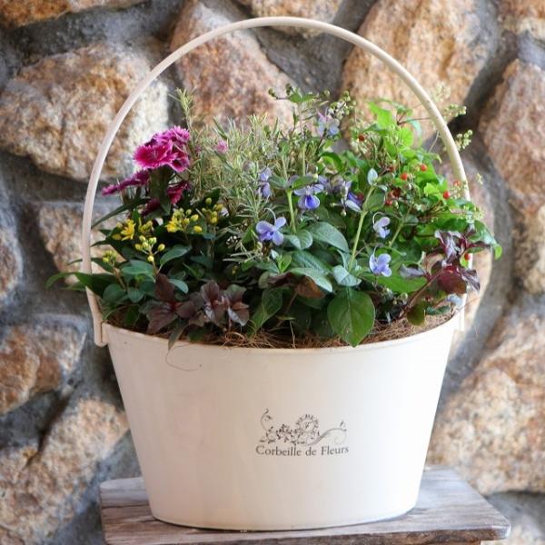 【当店オリジナル】 持ち手付き♪オータムガーデン寄せ植え 【現品２５９】写真のものが現品になります。季節の花苗を使い、可愛いパステルカラーの持ち手付き植木鉢に寄せ植えしました♪プロが配色から植え付けまで行ったこだわりの寄せ植えで、植える手間...
