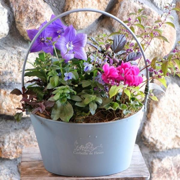【当店オリジナル】 持ち手付き♪秋のブルーガーデン寄せ植え 【現品２６３】写真のものが現品になります。季節の花苗を使い、可愛いパステルカラーの持ち手付き植木鉢に寄せ植えしました♪プロが配色から植え付けまで行ったこだわりの寄せ植えで、植える手...