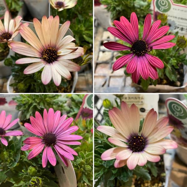 オステオスペルマム アキラ ピンクミックス 3.5号ポット苗 寄せ植え 花壇 鉢植え お洒落 オシャレ 可愛い カワイイ 春の花 秋の花 冬の花 花オステオスペルマムは、春の訪れを感じるお花です♪「アキラ」は世界初の黄色、赤色、マジックカラ...