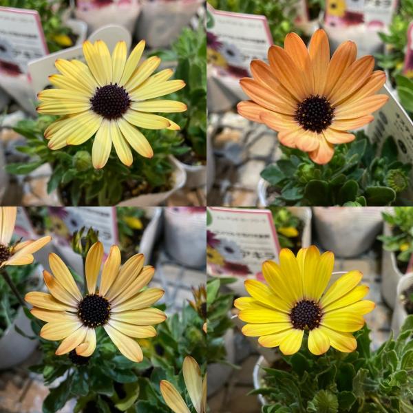 オステオスペルマム アキラ イエローミックス 3.5号ポット苗 寄せ植え 花壇 鉢植え お洒落 可愛い カワイイ 春の花 秋の花 冬の花 花オステオスペルマムは、春の訪れを感じるお花です♪「アキラ」は世界初の黄色、赤色、マジックカラー（色変...