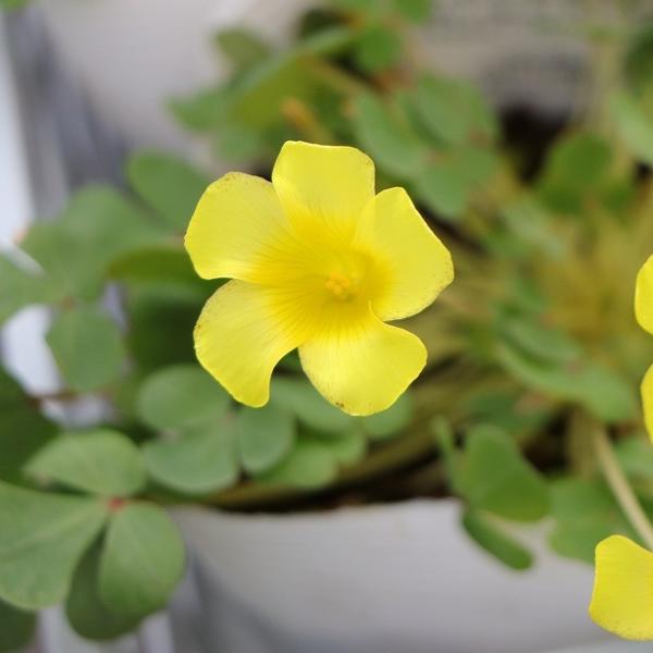 オキザリス イエロー 3〜3.5号ポット苗 寄せ植え 花壇 鉢植え お洒落 おしゃれ 可愛い かわいい 春の花 秋の花 冬の花 花 苗 初心者オキザリスは日本のカタバミの仲間の球根植物です。寒さや乾燥に強く、関東以南の太平洋側なら植えっぱな...