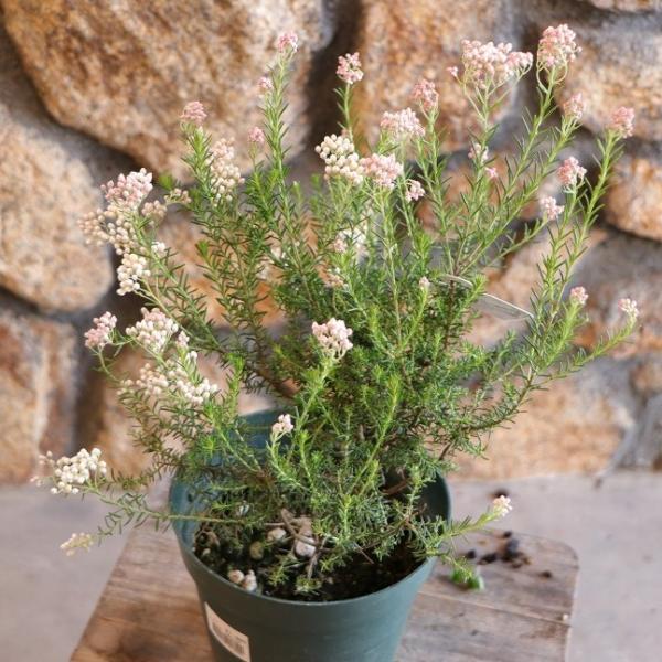 ライスフラワー 5号鉢 鉢花 寄せ植え 花壇 鉢植え 常緑樹 お洒落 おしゃれ 可愛い かわいい シック アンティーク 春の花 花 苗 初心者米粒のような小さなお花を咲かせることから、ライスフラワーと呼ばれているオーストラリア原産の低木です...