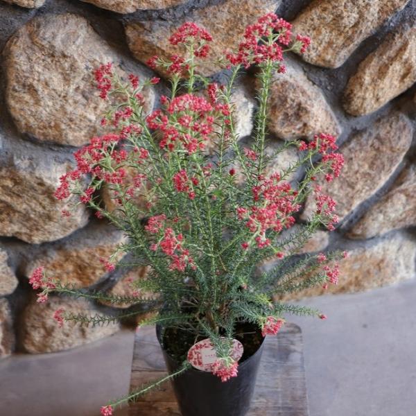 ライスフラワー キャンディレッド 5号鉢 オージープランツ米粒のような小さなお花を咲かせることから、ライスフラワーと呼ばれているオーストラリア原産の低木です。花はお米を焙煎した時のような印象で、葉は濃緑色で裏側は毛で覆われています。蕾から開...