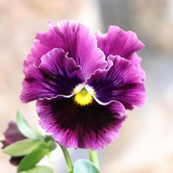 フリル咲き パンジー フリズルシズル ラズベリー 3.5号ポット苗 寄せ植え 鉢植え 花壇 お洒落 おしゃれ 可愛い かわいい 豪華 春の花 冬の花 花 苗 初心者「フリズルシズル」は、花びらにウェーブのかかった豪華な印象のパンジーです。ビ...