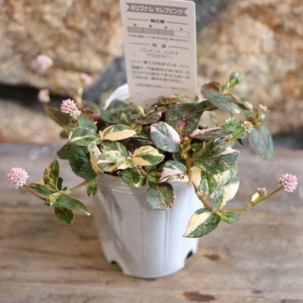 斑入り ポリゴナム セレブピンク 2.5〜3号ポット苗 ヒメツルソバ 寄せ植え 鉢植え 花壇 春の花 秋の花 花 苗 初心者 グランドカバー カラーリーフ 希少愛らしいピンクの小花がたくさん咲き、強健で育てやすいポリゴナムです。葉っぱに入る...