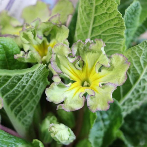 見元園芸 プリムラジュリアン マーベルグリーン 3.5号ポット苗 mimoto ジュリアン 寄せ植え 花壇 鉢植え お洒落 オシャレ シック 冬の花 春の花 花 希少種「マーベルグリーン」は、他にはない、秋色アジサイのようななんとも個性的な...